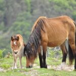 Private Guided Tour - Peneda Gerês National Park - An In-Depth Look at the Peneda-Gerês Experience