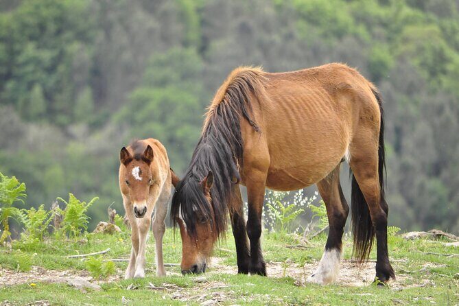 Private Guided Tour - Peneda Gerês National Park - An In-Depth Look at the Peneda-Gerês Experience