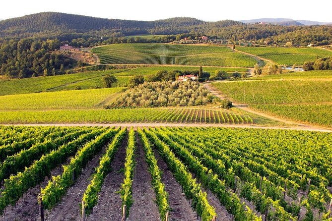 Private guided tour: Siena San Gimignano and Chianti - Key Points