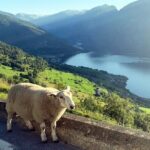 Private Guided Tour to Oslo Nærøyfjord Cruise and Flåm Railway - The Historic Charm of Stalheimskleiva