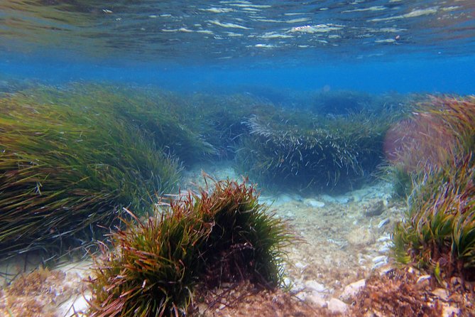 Private Half-Day Kayak Experience in Hvar and Pakleni Islands - Exploring the Private Half-Day Kayak Experience in Hvar and Pakleni Islands