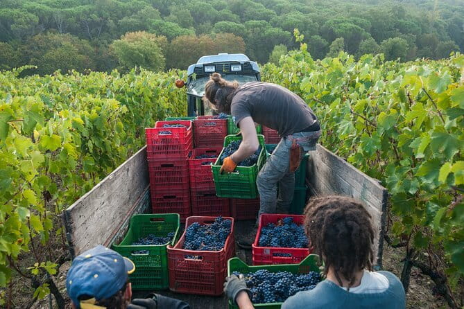 PRIVATE Half-Day Tour: Chianti Classico Wine Experience. - Key Points