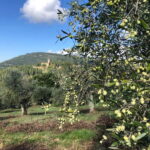 Private Hiking Florence Tour with Wine and Lunch or semi-pri - The Practical Side: What To Expect