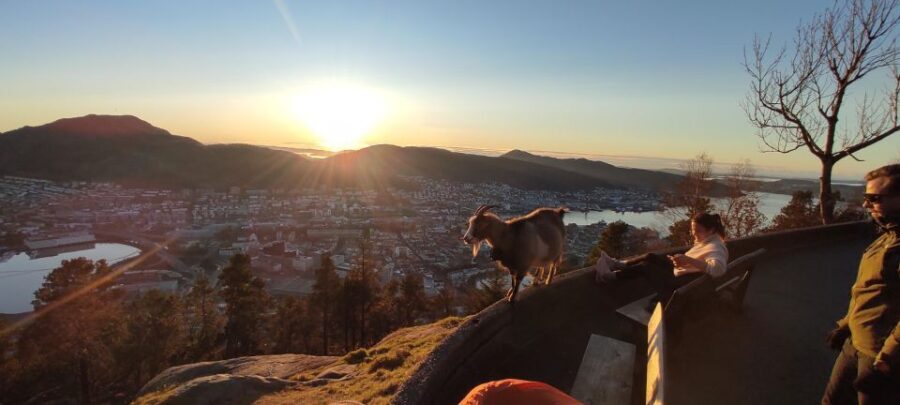 Private hiking tour Bergen mountains like a local - What to Expect from the Experience