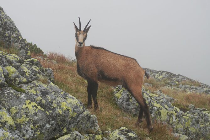 Private Hiking Tour Visit to Slovakia with Licensed Guide - Why Choose a Private High Tatras Hike?
