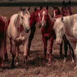 Private horse riding route in Doñana Natural Park - The Real Value in the Experience