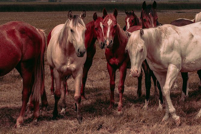 Private horse riding route in Doñana Natural Park - The Real Value in the Experience