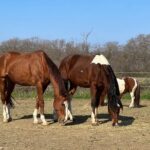 Private Horseback Riding and Family Time in Konavle Region - Transportation and Meeting Details