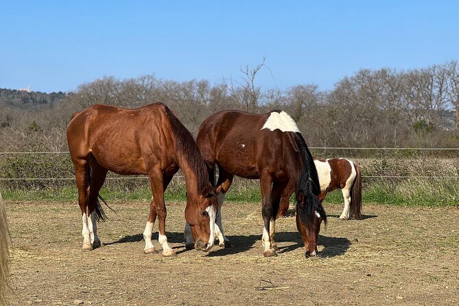 Private Horseback Riding and Family Time in Konavle Region - Transportation and Meeting Details
