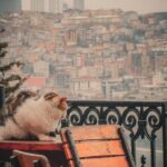 Private Istanbul Highlights Tour: 1, 2, or 3-Day Options - Who Should Consider This Tour?