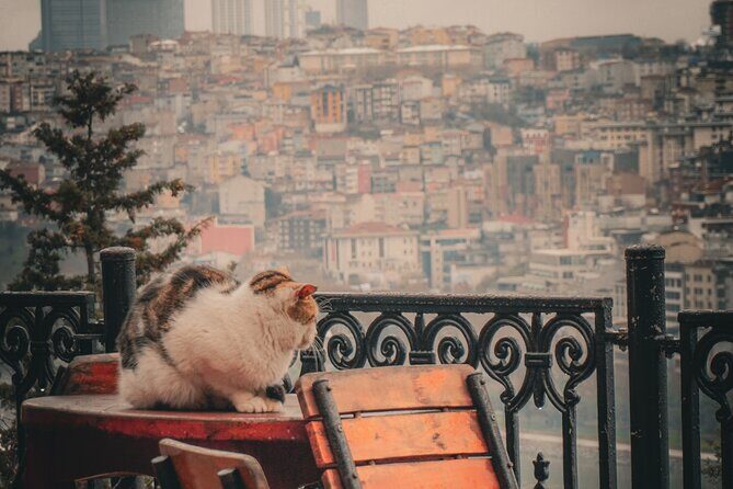 Private Istanbul Highlights Tour: 1, 2, or 3-Day Options - Who Should Consider This Tour?