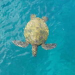 Private Jeep Safari Turtle Adventure & Adonis Waterfalls - What We Love About This Tour