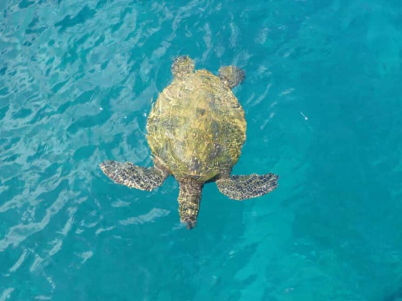 Private Jeep Safari Turtle Adventure & Adonis Waterfalls - What We Love About This Tour
