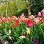 Private Keukenhof, Gardens, Windmills, cheese tour from Amsterdam - An In-Depth Look at the Itinerary and What It Means for You