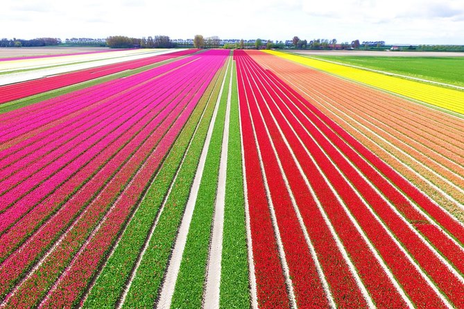 Private Keukenhof Tulip Fields Tour From Amsterdam(Skip-The-Line) - Introduction