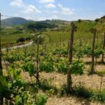Private Luxury Special Occasion Celebration Wine Experience - What Makes This Tour Stand Out