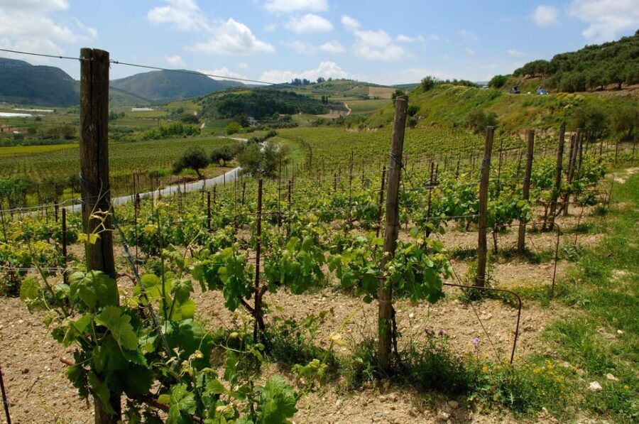 Private Luxury Special Occasion Celebration Wine Experience - What Makes This Tour Stand Out