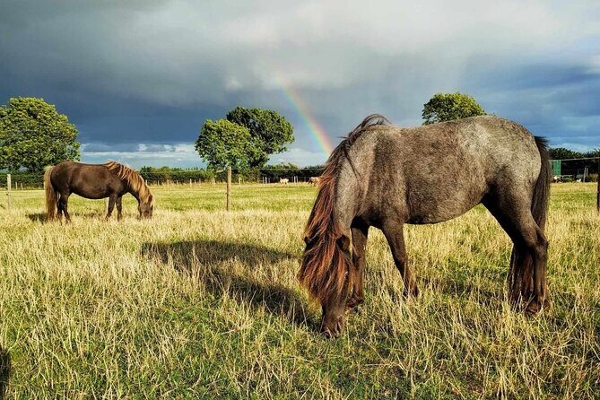 Private Miniature Horse Walking near Lincoln - The Unique Charm of Falabella Horses