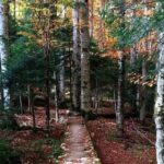 Private north Montenegro tour -Moraca River Canyon and walk trough Virgin Forest - An In-Depth Look at the North Montenegro Tour