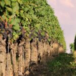 Private: Outdoor Escape Game Tuniberg: Eduardo & the Wine Secret - What to Expect During the Tour