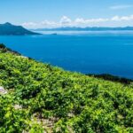 Private Oyster & Wine Tasting in Croatia - In-Depth Look at the Experience
