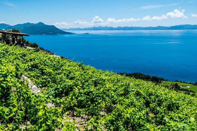 Private Oyster & Wine Tasting in Croatia - In-Depth Look at the Experience