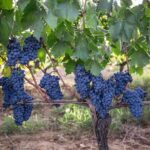 Private Plus Montalcino Wine Tasting in Paradise - What This Tour Means for You