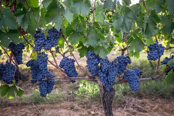 Private Plus Montalcino Wine Tasting in Paradise - What This Tour Means for You