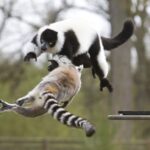 Private Return Transfer Thoiry Zoo Safari from Paris - Analysis of the Price and Experience