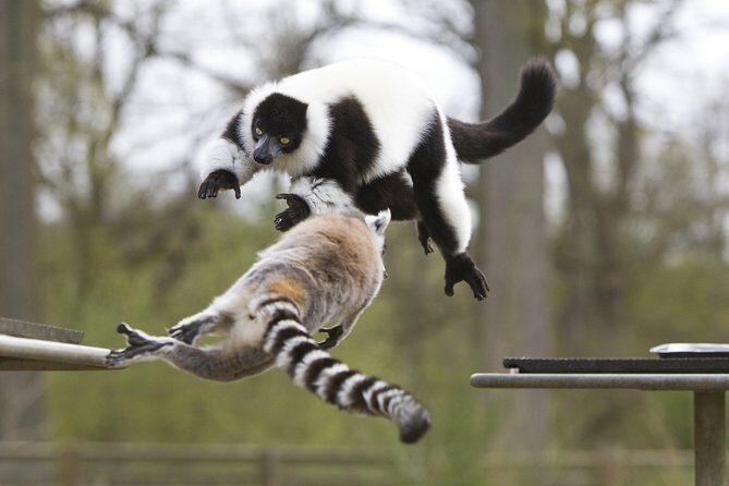 Private Return Transfer Thoiry Zoo Safari from Paris - Analysis of the Price and Experience