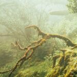 Private Sunset Tour with Food and Drinks in Fanal Forest - Who Should Book This Tour?