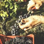 Private Tour: Barolo Wine Tasting in Langhe area from Torino - What to Expect on the Tour
