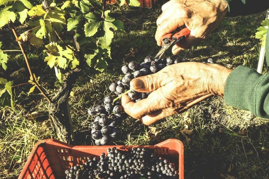 Private Tour: Barolo Wine Tasting in Langhe area from Torino - What to Expect on the Tour