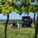 Private tour Day in the heart of the Cognac vineyards - What You’ll Really Experience