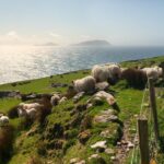 Private Tour: Dingle Peninsula from Killarney - Is the Price Worth It?