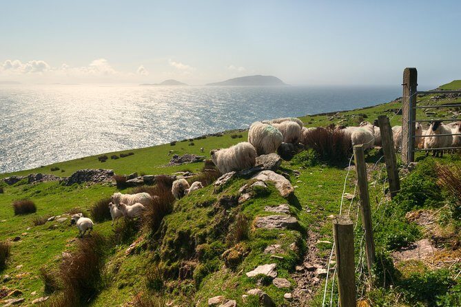 Private Tour: Dingle Peninsula from Killarney - Is the Price Worth It?