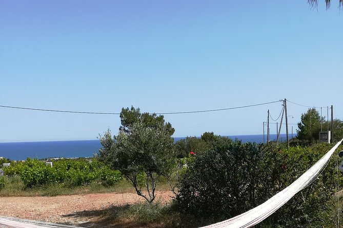 Private Tour: Discover the Secret World of Olives in Afantou - Exploring the Olive Grove and the Olive Arboretum