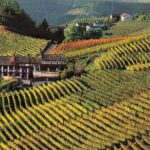 Private tour from Turin: Full day Langhe Region with its Colors and Flavors - Authentic Experiences and Guest Praise