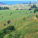Private Tour Full Day Sete Cidades and Lagoa do Fogo - Who Will Love This Tour?