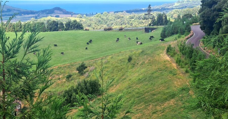 Private Tour Full Day Sete Cidades and Lagoa do Fogo - Who Will Love This Tour?
