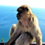 Private Tour in Gibraltar & Mijas from Marbella and Estepona - A Complete Breakdown of the Tour Experience