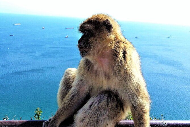 Private Tour in Gibraltar & Mijas from Marbella and Estepona - A Complete Breakdown of the Tour Experience