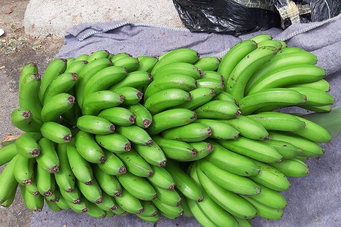 Private Tour of Banana Farm from Funchal - What Guests Say