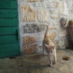 Private tour of Bra island with olive oil tasting - Unlocking the Charm of Bra Island: An In-Depth Look