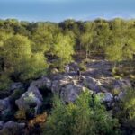 Private tour to Fontainebleau from Paris. Tickets included! - A Balanced Look at the Limitations