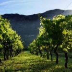 Private tour to Konavle valley with wine tasting - A Deep Dive into the Experience