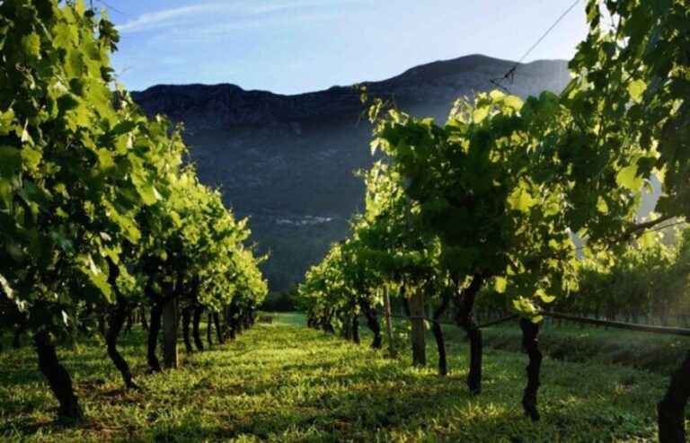 Private tour to Konavle valley with wine tasting - A Deep Dive into the Experience