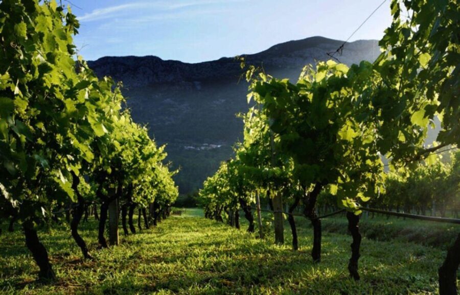 Private tour to Konavle valley with wine tasting - A Deep Dive into the Experience