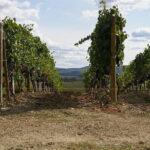 Private Tour to Siena and San Gimignano with Wine Tasting & Lunch - Who Should Consider This Tour?