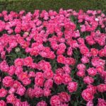 Private Tour to the Keukenhof and Tulip Fields - A Visit to Aalsmeer Flower Auction